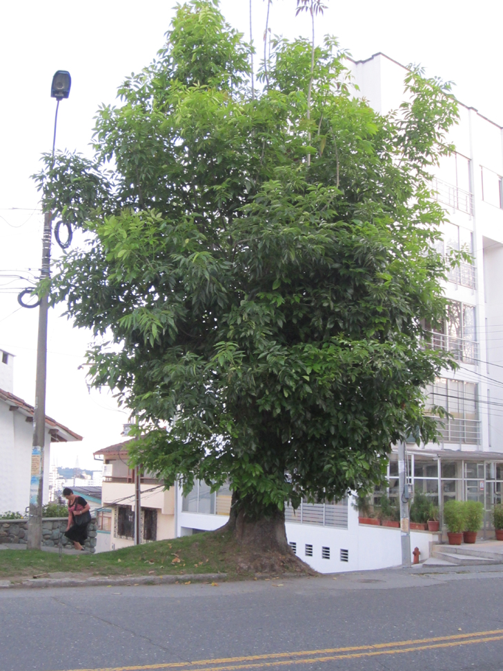 «Arboricidio» de urapanes en el sector de Milán - Eje21