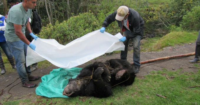 Denuncian nueva muerte de oso andino en páramo de Chingaza - Eje21