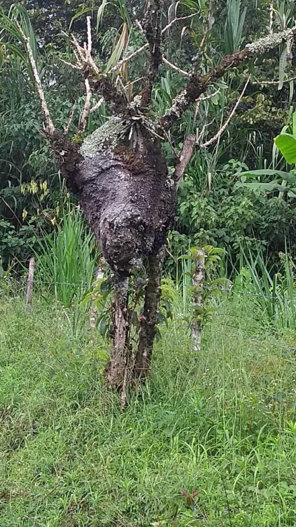 Elogio del árbol en su día - Eje21