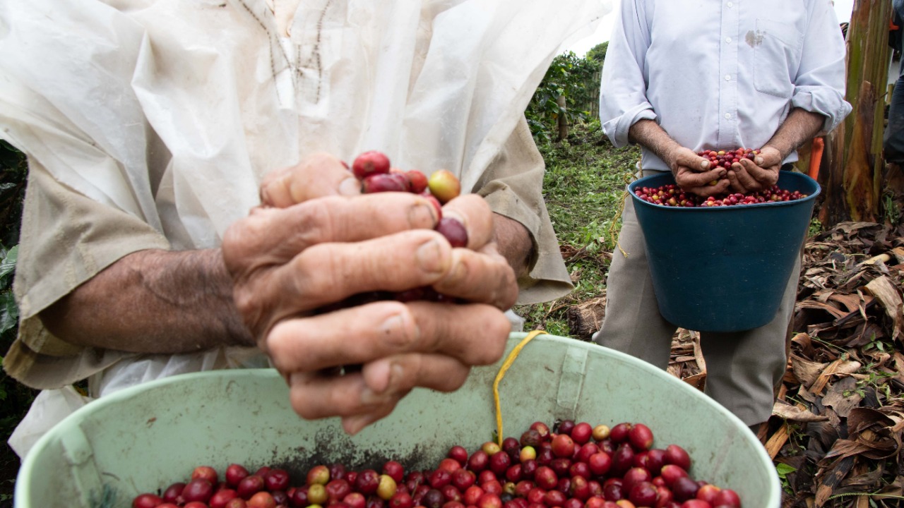 Comité de Cafeteros de Risaralda viene trabajando alianzas para ...