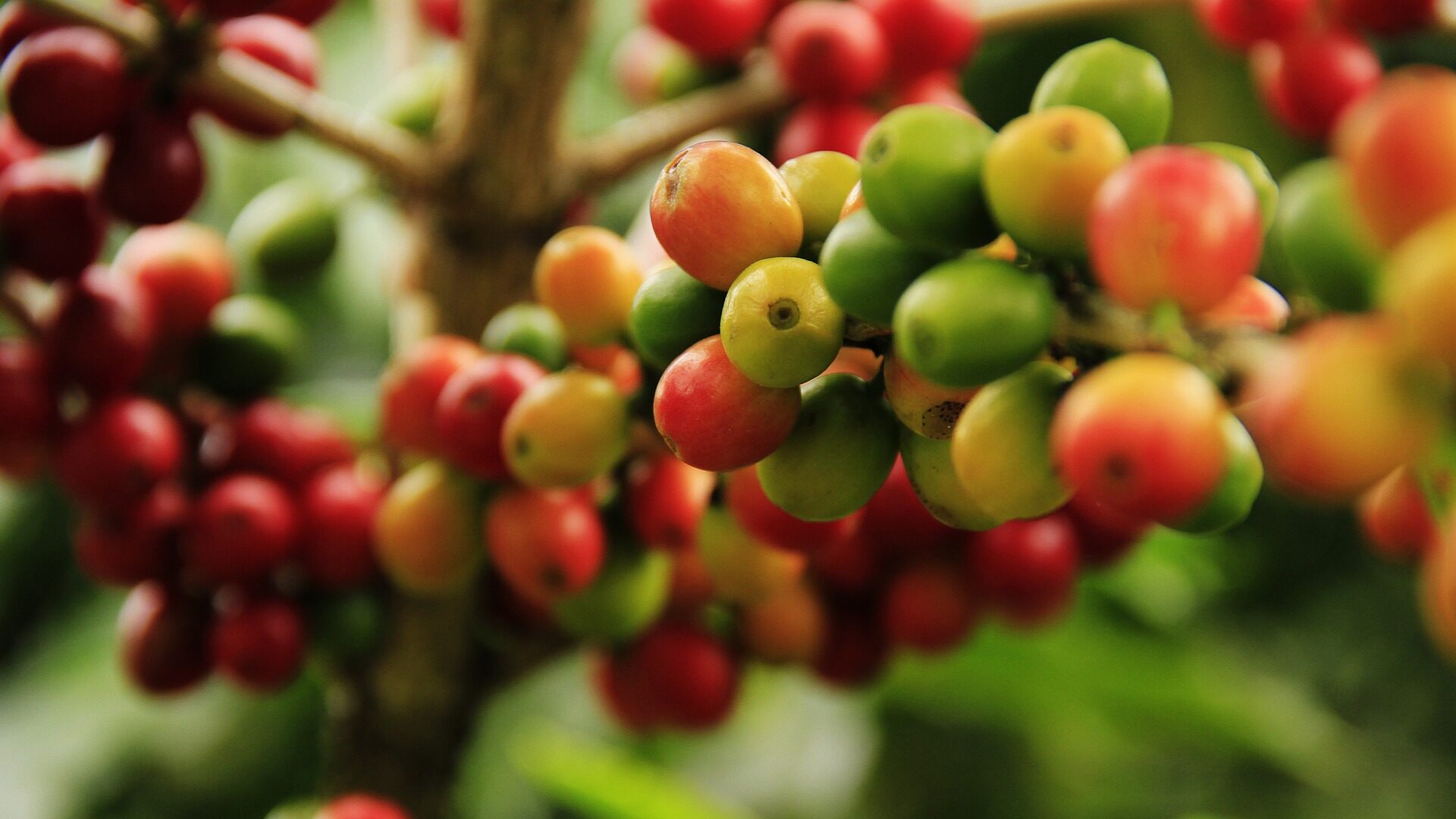 Más de 6 millones de árboles de café renovados en Caldas - Eje21