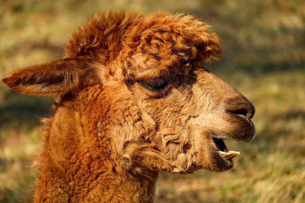 Las alpacas regresan a repoblar la frontera andina de Colombia y ...