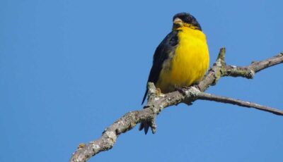 Monitoreos ambientales identifican más de cien especies de aves en zona ...