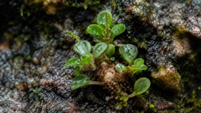Descubren una nueva especie de planta en un río de Colombia que crece ...